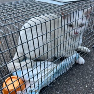 Sakura Cat - NPO団体 Sakura Cat [ サクラキャット ]